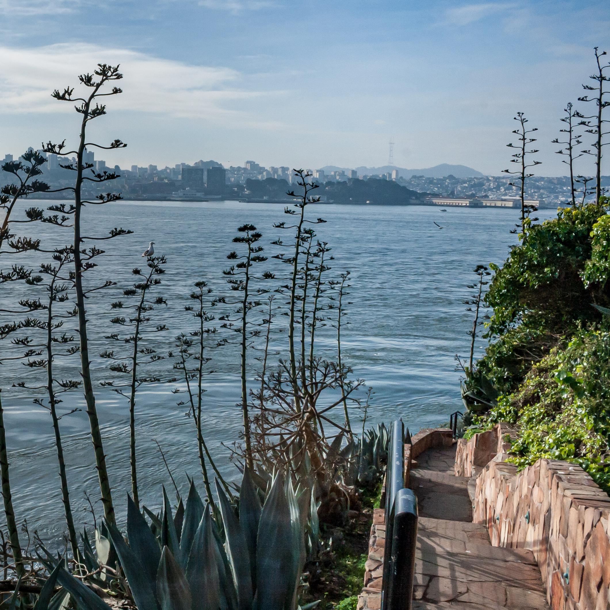 Explore the Agave Trail: A Hidden Gem on Alcatraz Island – MustDoThings.com