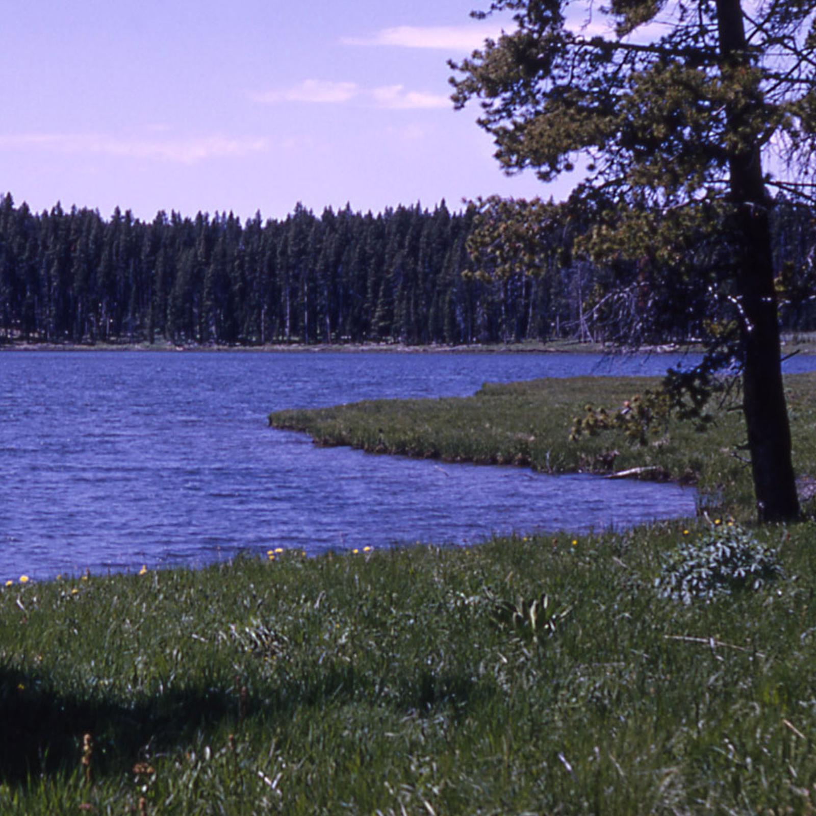 Discover the Serenity of Grebe Lake Trail in Yellowstone National Park ...