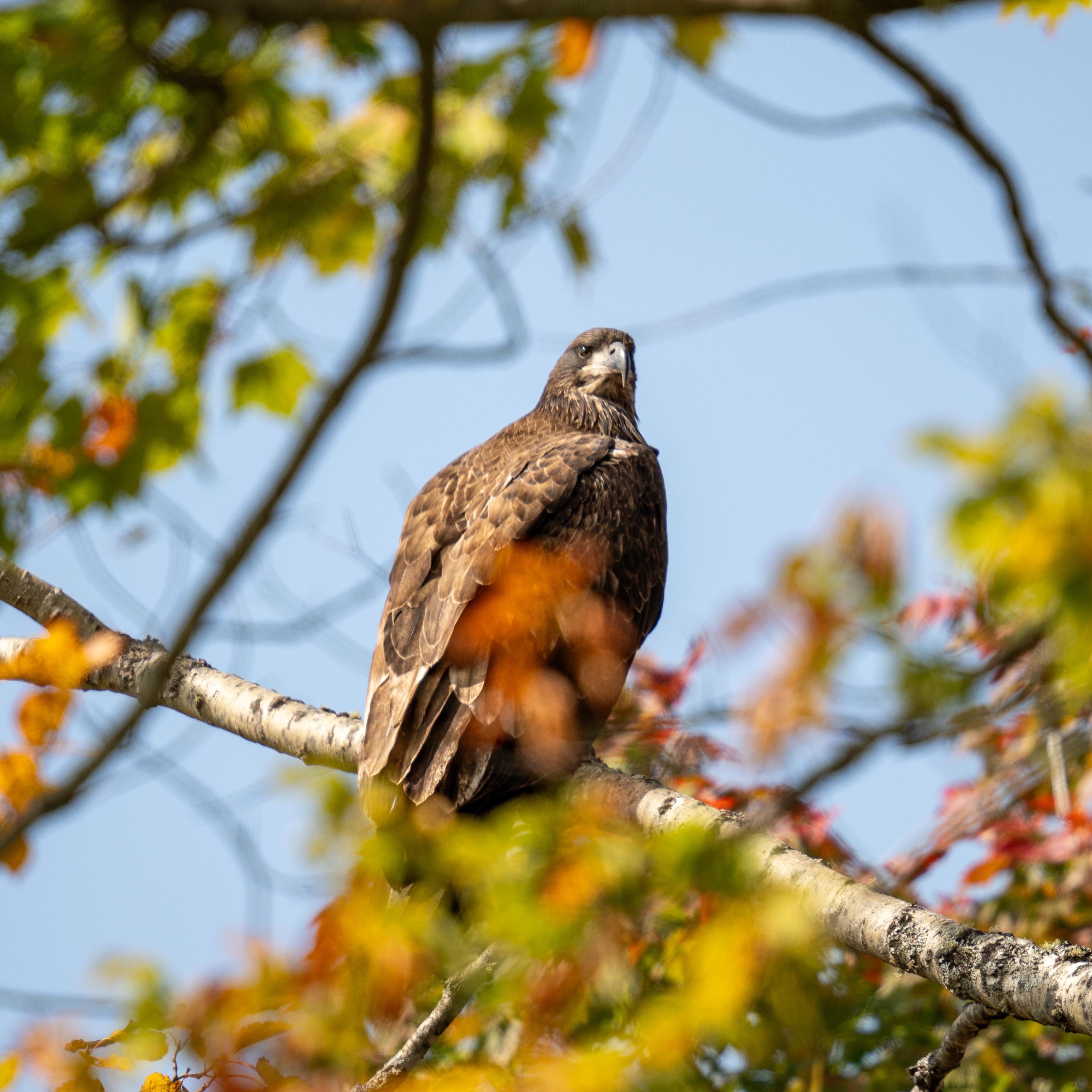 Birding in the Southern Section of Katahdin Woods and Waters National ...