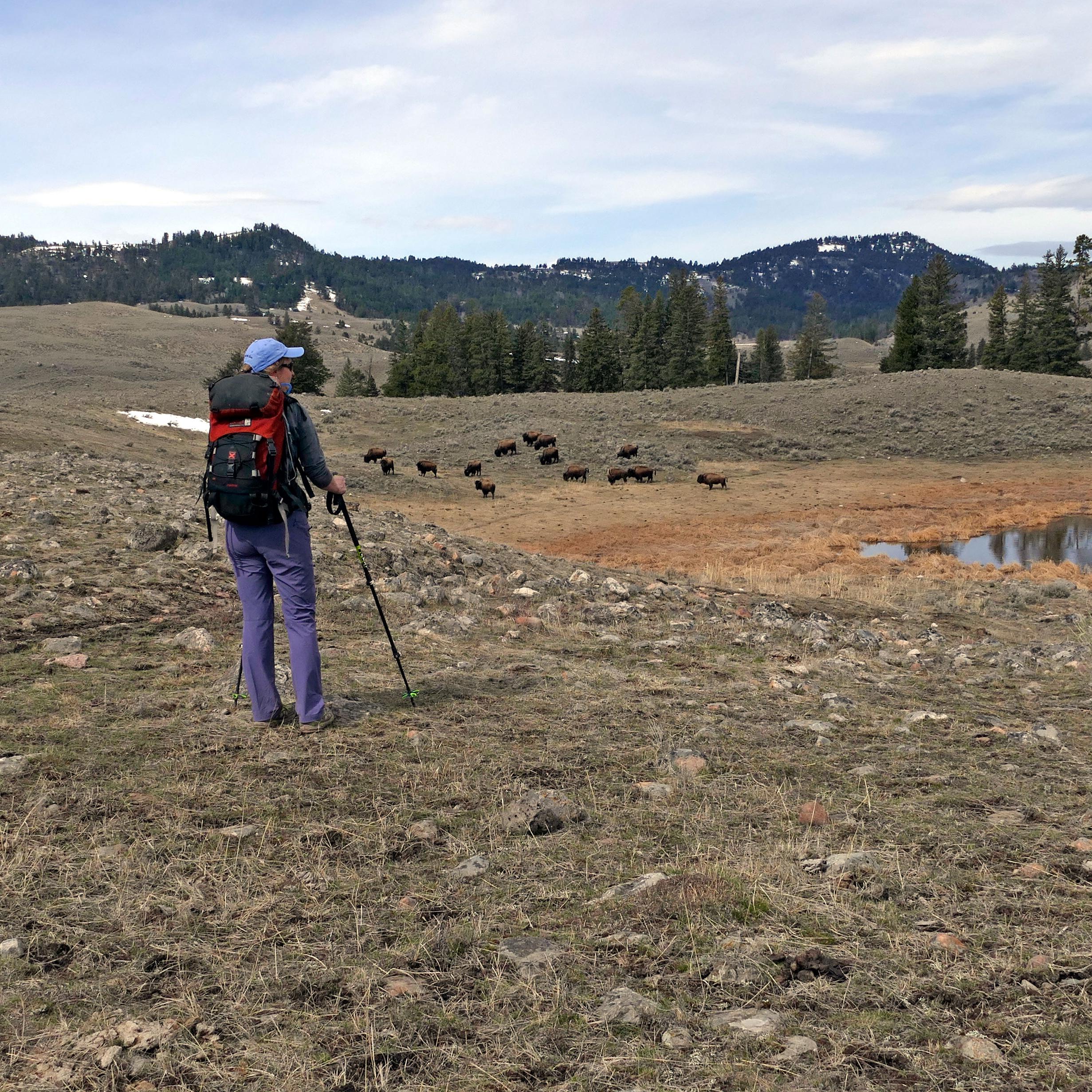 Exploring the Hellroaring Trail in Yellowstone National Park ...