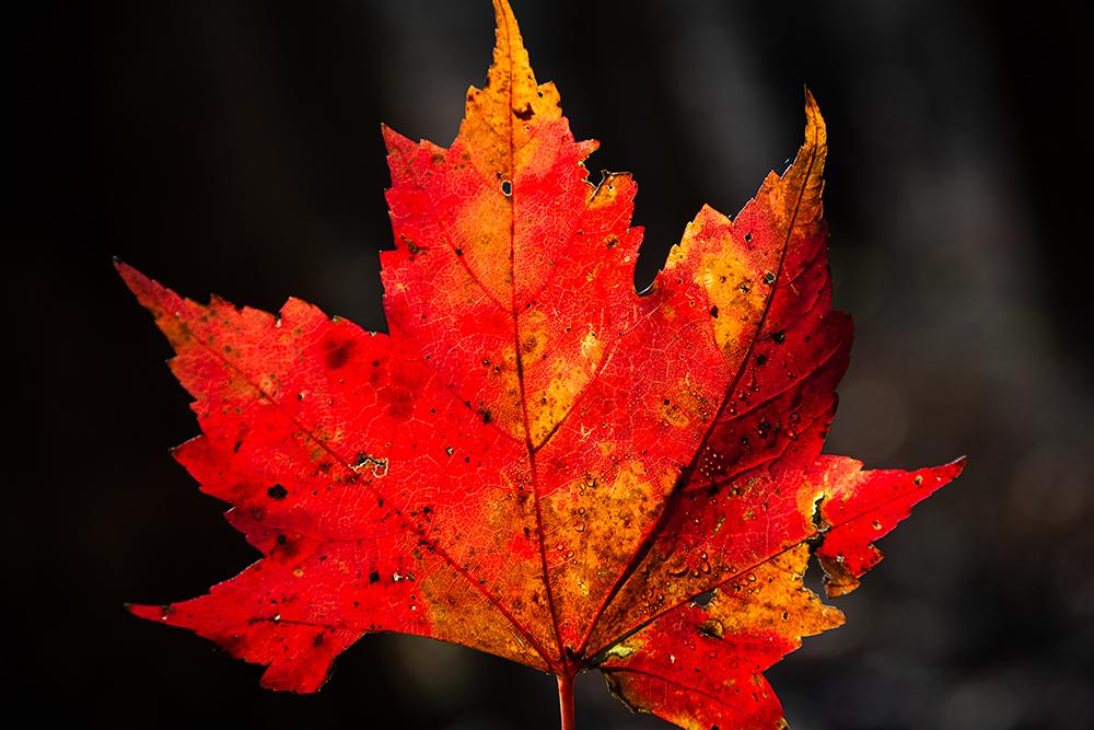 Event Details (U.S. National Park Service)