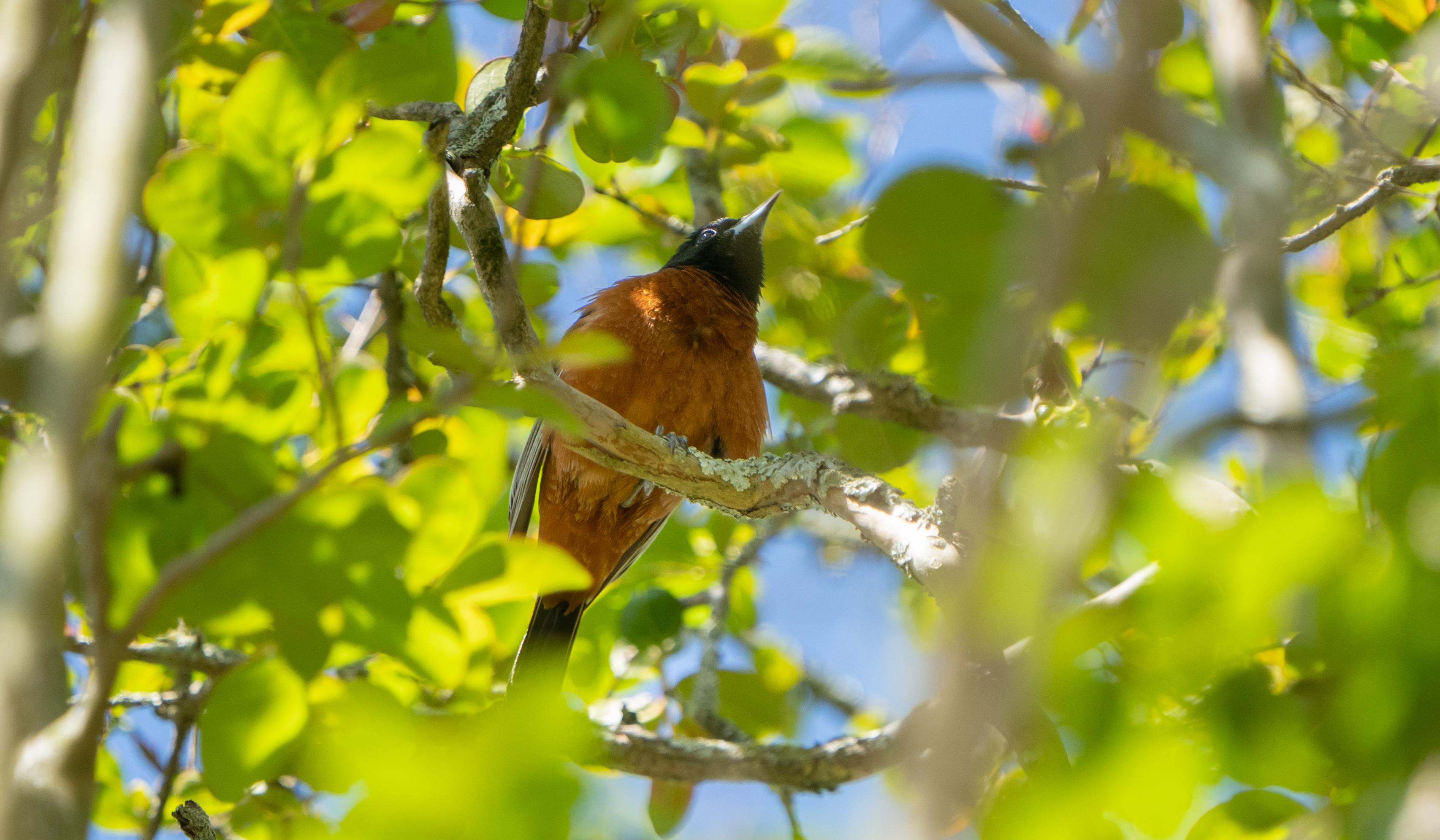 Event Details (U.S. National Park Service)