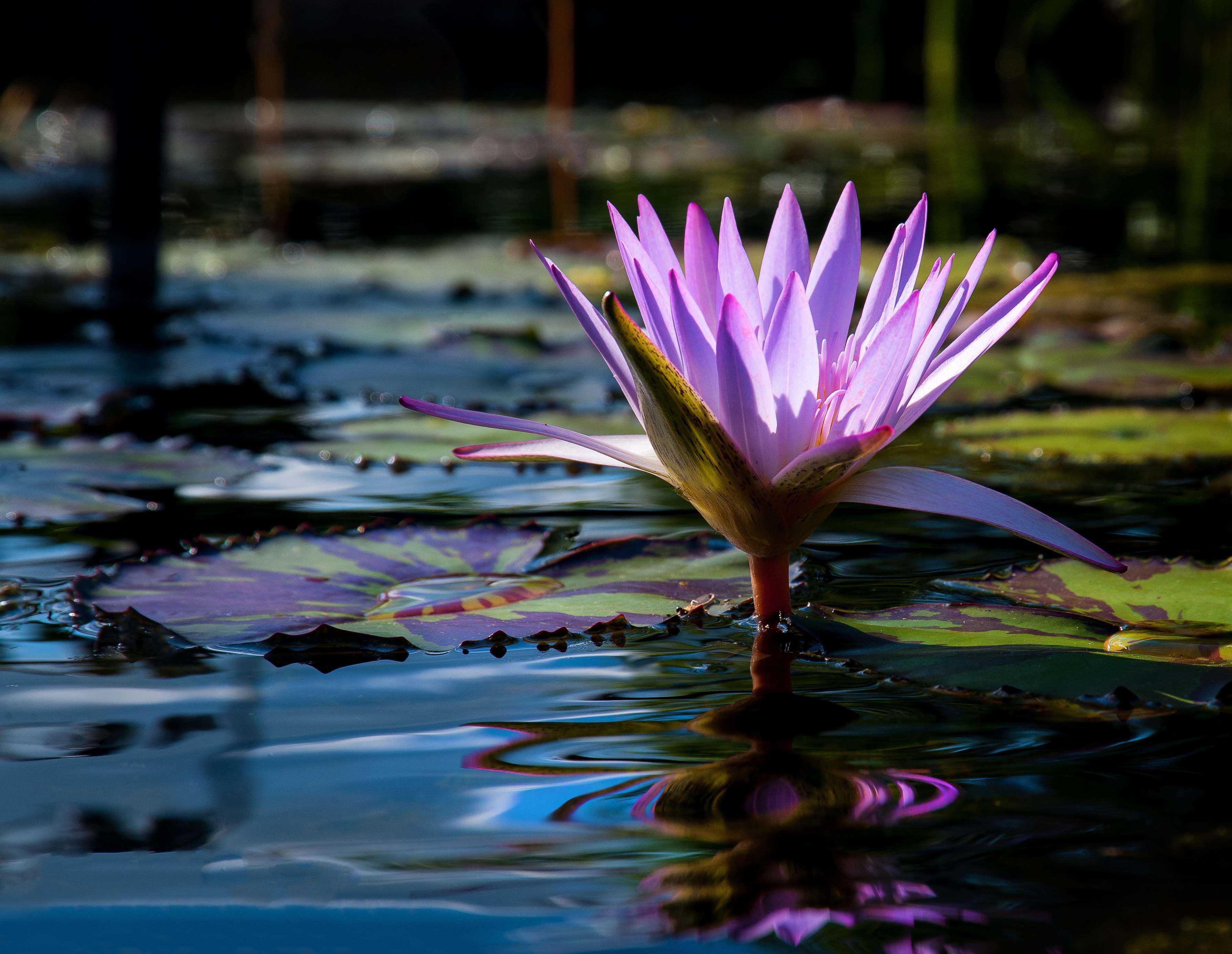 Event Details (U.S. National Park Service)