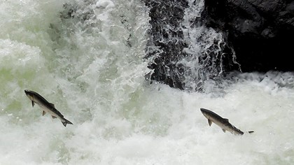 Water Resources Division (U.S. National Park Service)