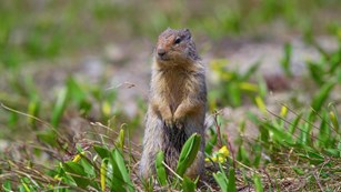 Natural Resource Stewardship and Science Directorate (U.S. National ...