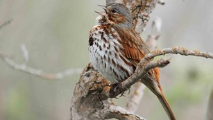 Birds - Alaska Nature and Science (U.S. National Park Service)