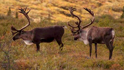 caribou - Alaska Nature and Science (U.S. National Park Service)