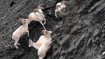 Dall Sheep - Alaska Nature and Science (U.S. National Park Service)
