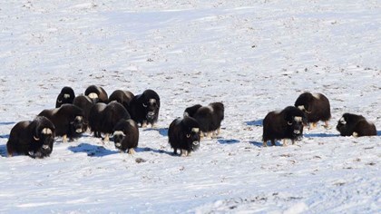 muskoxen - Alaska Nature and Science (U.S. National Park Service)