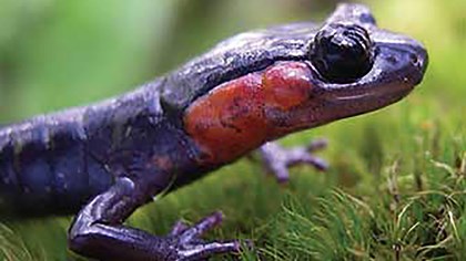 Appalachian Highlands Inventory & Monitoring Network (U.S. National ...