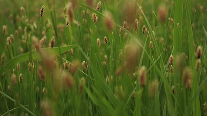 Cultivating Wildlife Community (U.S. National Park Service)