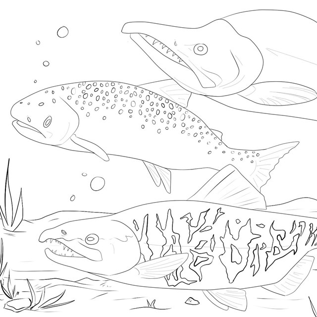 Sockeye Salmon Coloring Pages