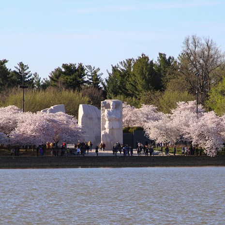 Tidal Basin Cherry Blossoms 360° Virtual Walk (U.S. National Park Service)