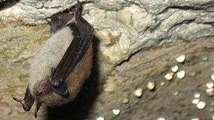 All About Bats - Bats (U.S. National Park Service)