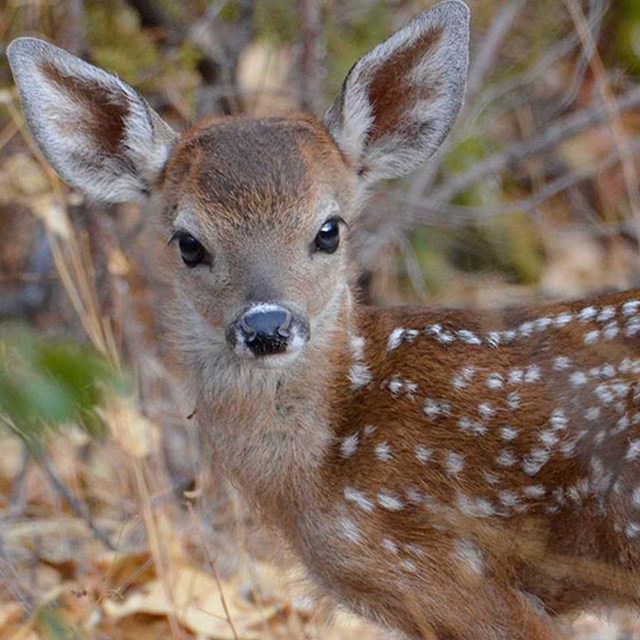 Education - Big Bend National Park (U.S. National Park Service)
