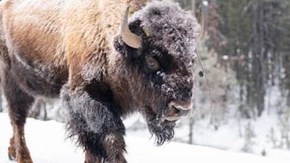 Bison (U.S. National Park Service)