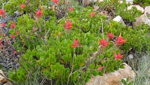 Nature - Bryce Canyon National Park (U.S. National Park Service)