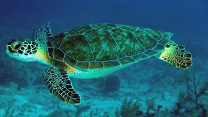 Buck Island Reef National Monument (U.S. National Park Service)