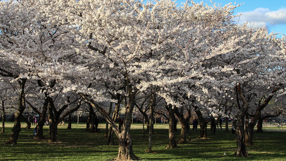Cherry Trees - Cherry Blossom Festival (U.S. National Park Service)
