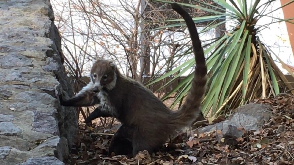 Animals - Chiricahua National Monument (U.S. National Park Service)