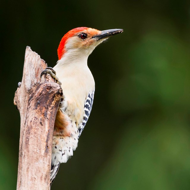 Conservation At Home - Connected Conservation (U.S. National Park Service)