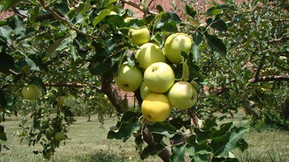 Historic Orchard and Fruit Tree Care and Maintenance - Cultural ...