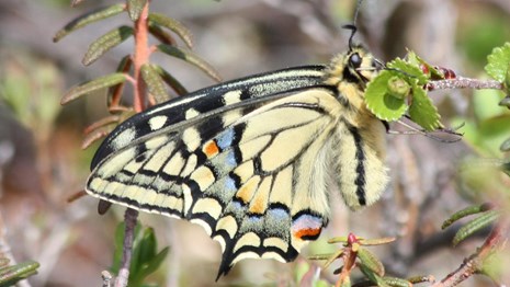 Invertebrates - Denali National Park & Preserve (U.S. National Park ...