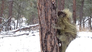 Mammals - Devils Tower National Monument (U.S. National Park Service)