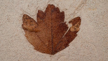 Get Involved - Fossil Butte National Monument (U.S. National Park Service)