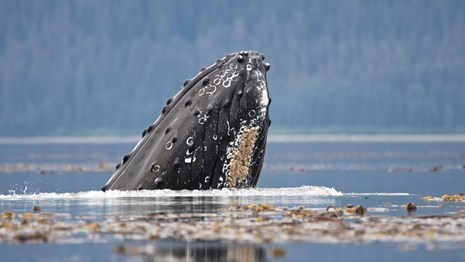 Wildlife Viewing Seasonal Calendar - Glacier Bay National Park ...