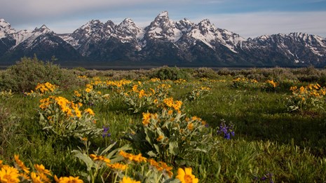 Learn About the Park - Grand Teton National Park (U.S. National Park ...