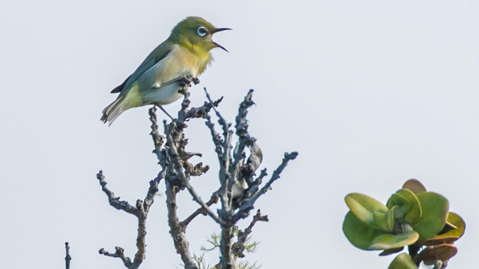 Birds - Hawaiʻi Volcanoes National Park (U.S. National Park Service)