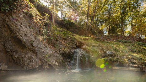 Plants - Hot Springs National Park (U.S. National Park Service)