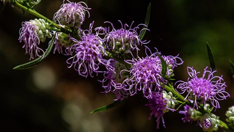 Natural Features & Ecosystems - Hot Springs National Park (U.S ...