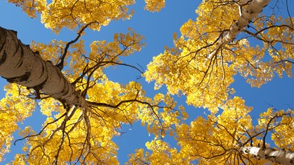 Vegetation Mapping Inventory (U.S. National Park Service)