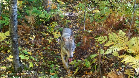Videos - Isle Royale National Park (U.S. National Park Service)
