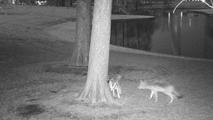 Animals - Gateway Arch National Park (U.S. National Park Service)