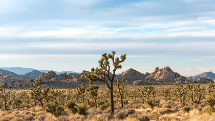 Nature - Joshua Tree National Park (U.S. National Park Service)