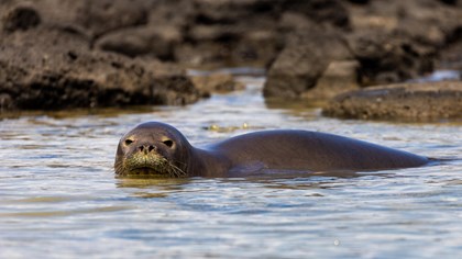 Monk Seal - Kalaupapa National Historical Park (U.S. National Park Service)