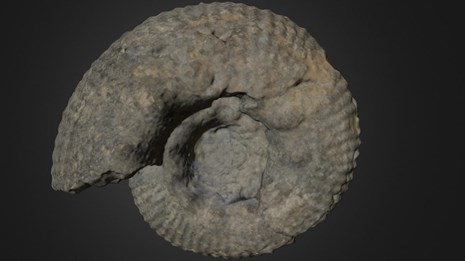 Fossils - Lake Clark National Park & Preserve (U.S. National Park Service)