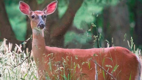 Animals - New River Gorge National Park & Preserve (U.S. National Park ...