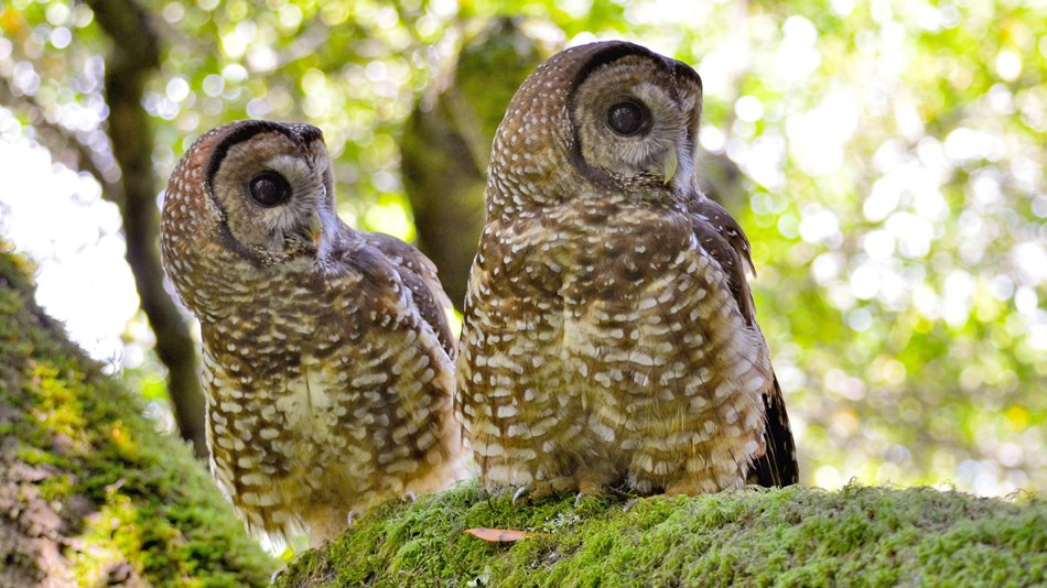 Northern Spotted Owls - Pacific Coast Science and Learning Center (U.S ...