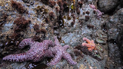 Intertidal Ecosystems - Pacific Coast Science and Learning Center (U.S ...