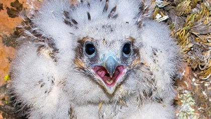 Prairie & Peregrine Falcons - Pacific Coast Science and Learning Center ...