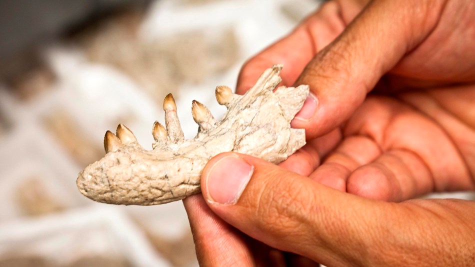 Fossils - Petrified Forest National Park (U.S. National Park Service)