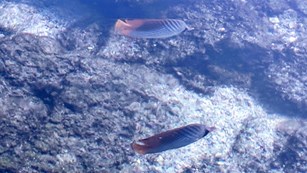 Animals - Puʻuhonua o Hōnaunau National Historical Park (U.S. National ...