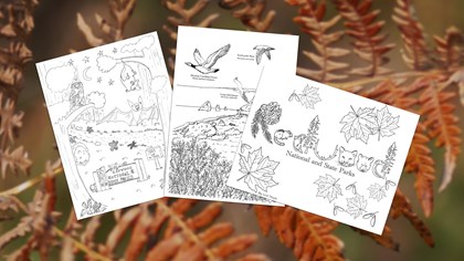 Coloring Challenges - Redwood National and State Parks (U.S. National ...