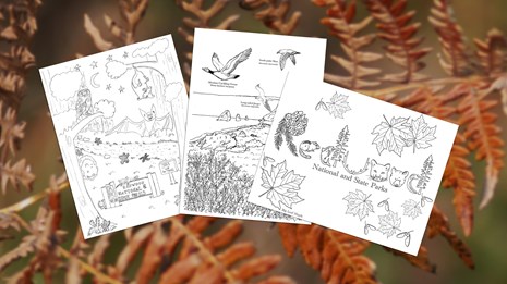 Coloring Challenges - Redwood National and State Parks (U.S. National ...