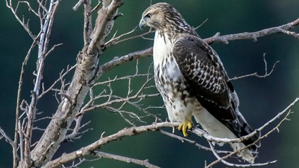 Raptors - Birds of Prey - Rocky Mountain National Park (U.S. National ...