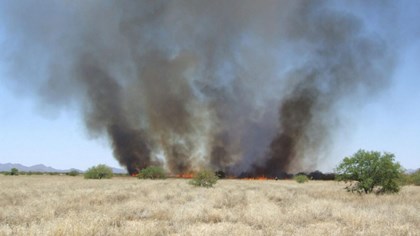 Invasive Plants - Saguaro National Park (U.S. National Park Service)